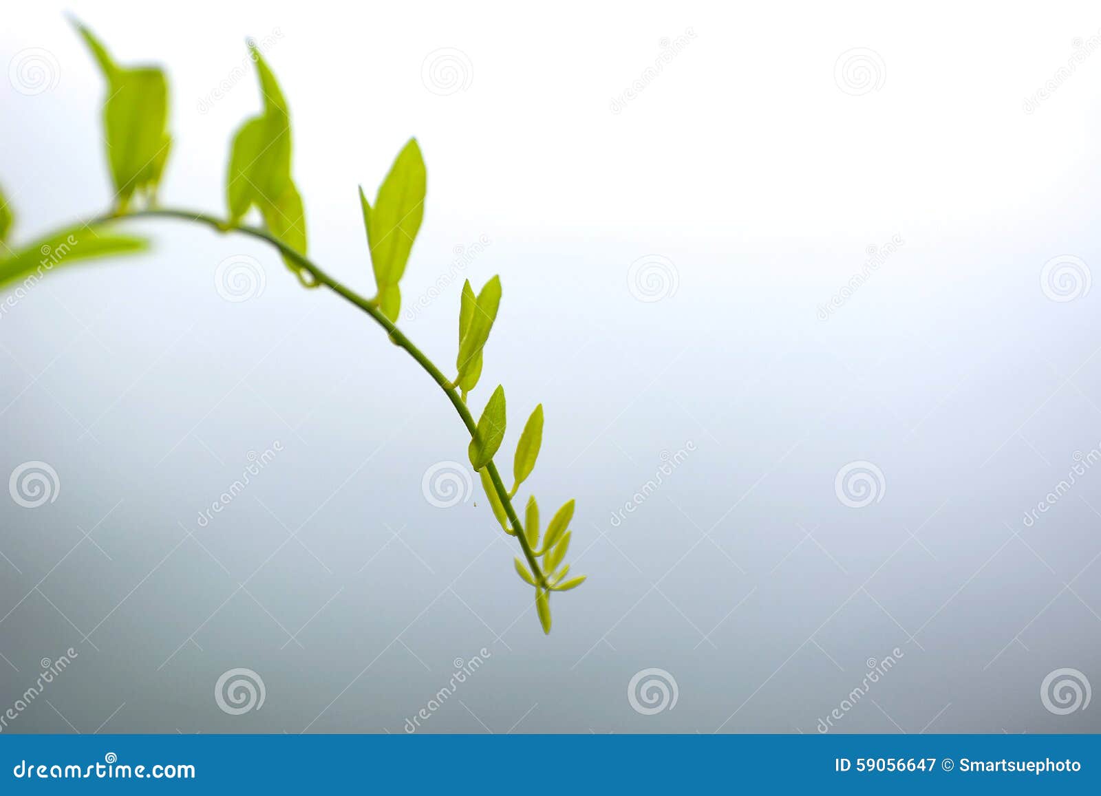 Leaf of life stock image. Image of life, leaf, close - 59056647
