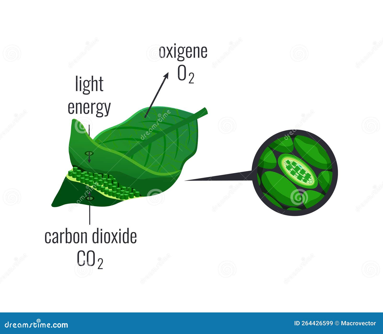 Process Of Photosynthesis In Algae Vector Illustration | CartoonDealer ...