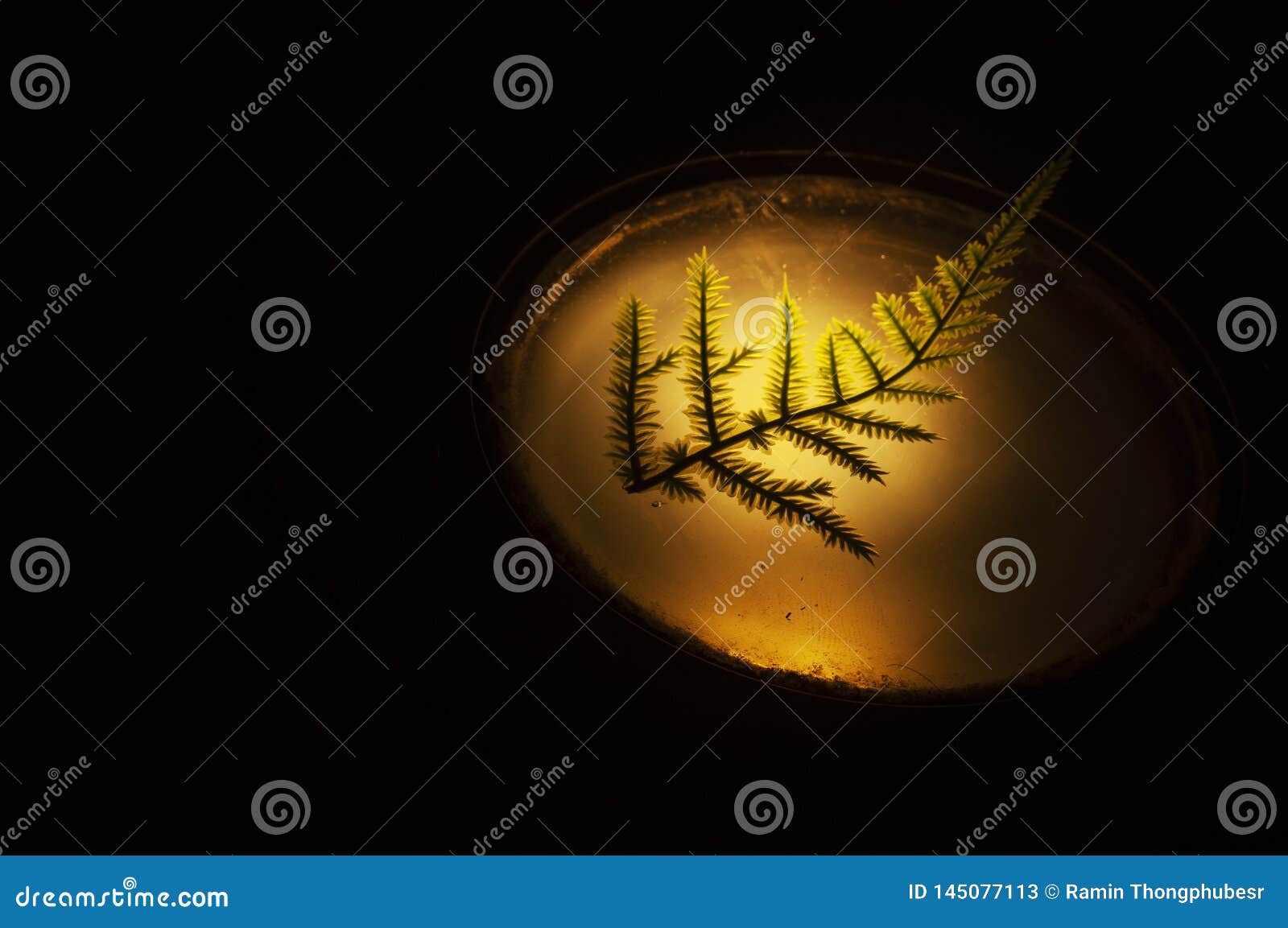 Leaf on light stock image. Image of beautiful, landscape - 145077113