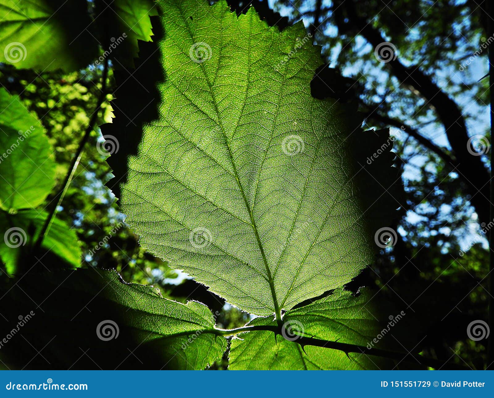 Leaf in light and shade stock image. Image of leaf, shade - 151551729