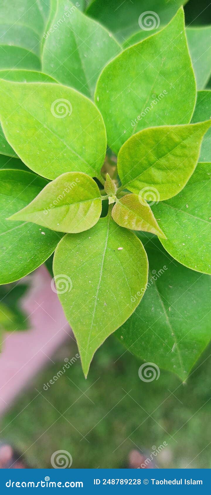The Leaf Like Flower Leaf Pattern Stock Photo - Image of produce, plant ...