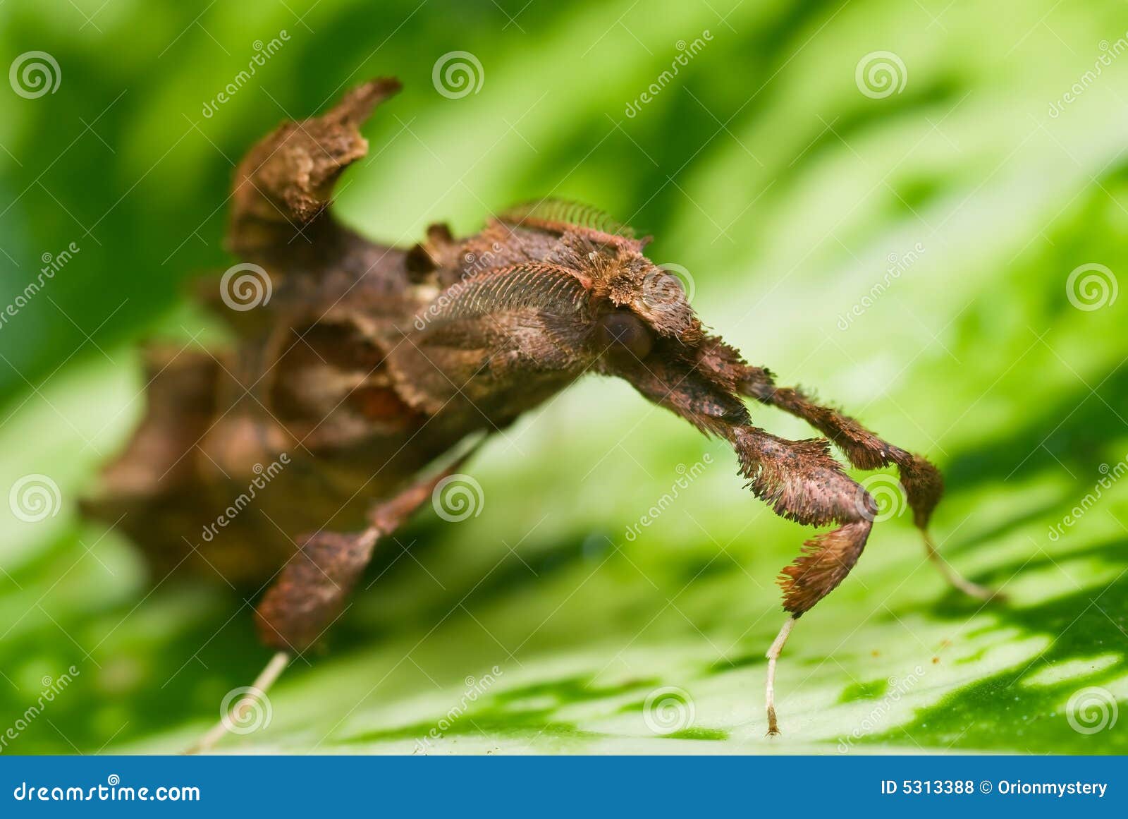 Leaf-like moth stock photo. Image of nature, flora, insect - 5313388