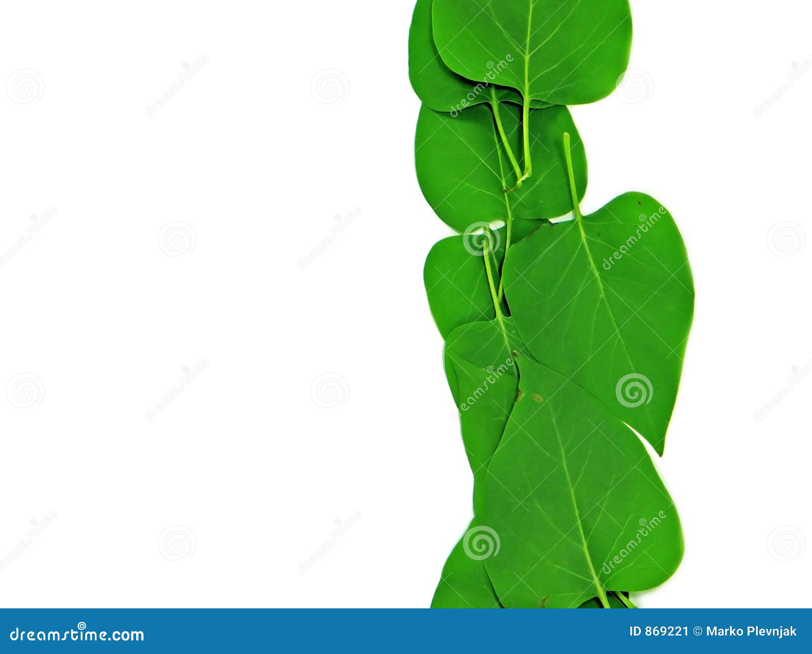 Leaf line stock image. Image of leafs, green, white, path - 869221