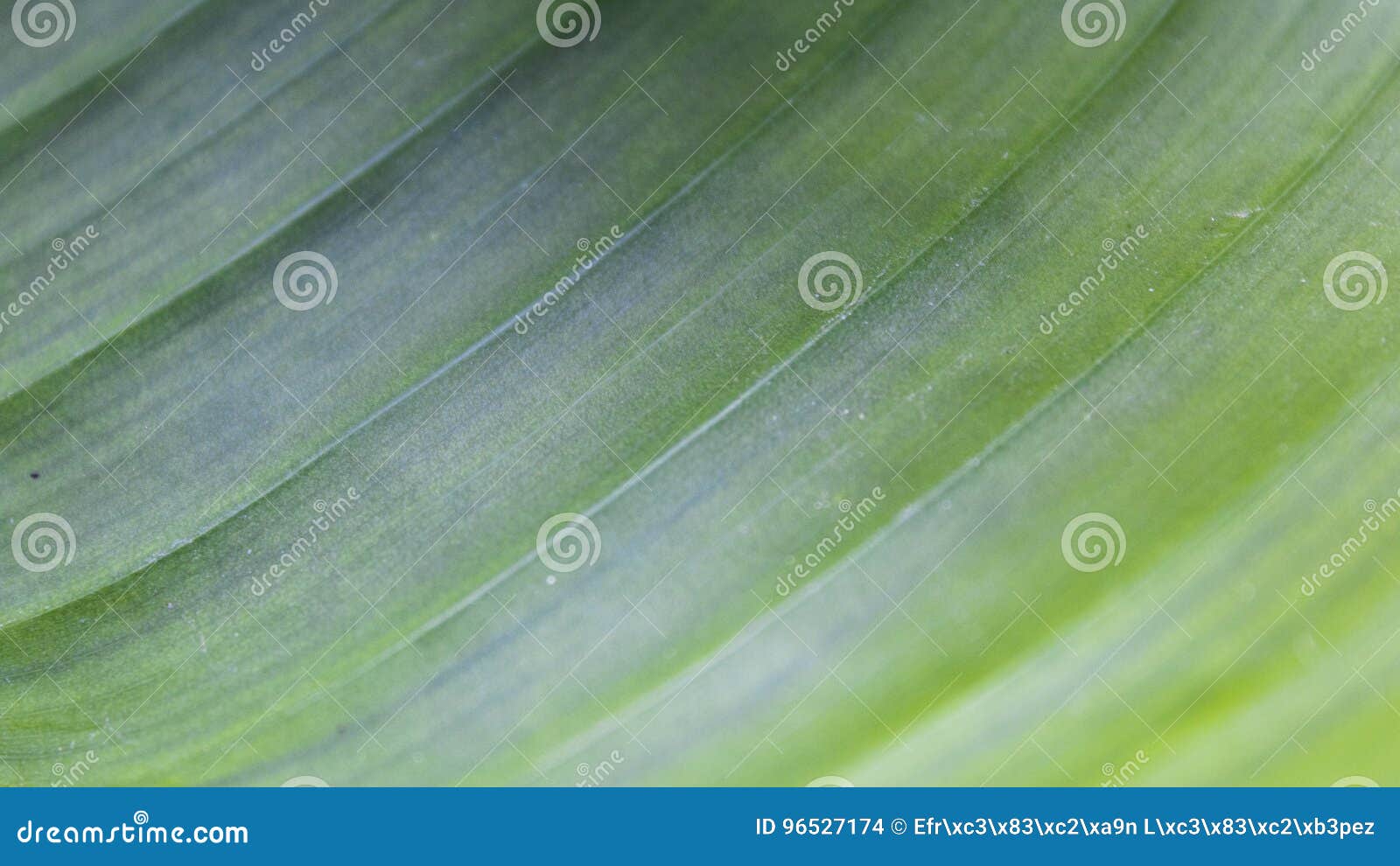 Leaf with lines stock photo. Image of vegetation, diagonal - 96527174