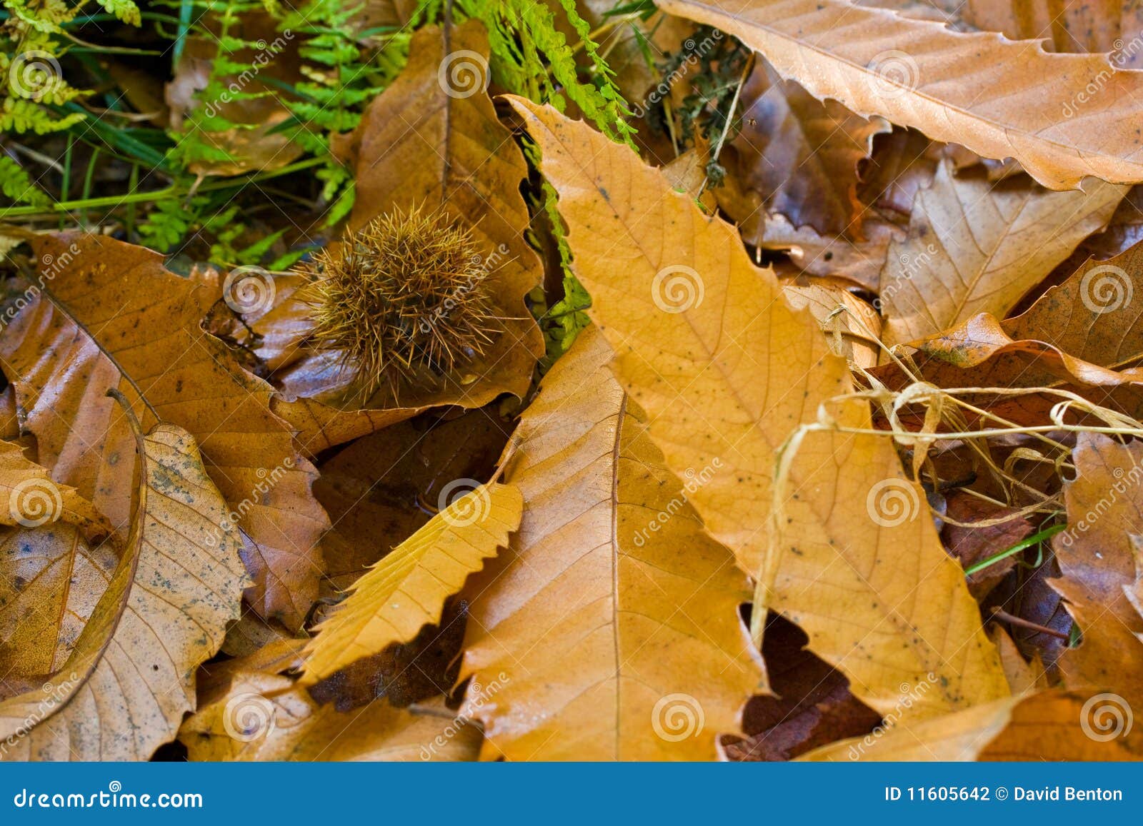 Leaf litter stock photo. Image of leaves, brown, fallen - 11605642