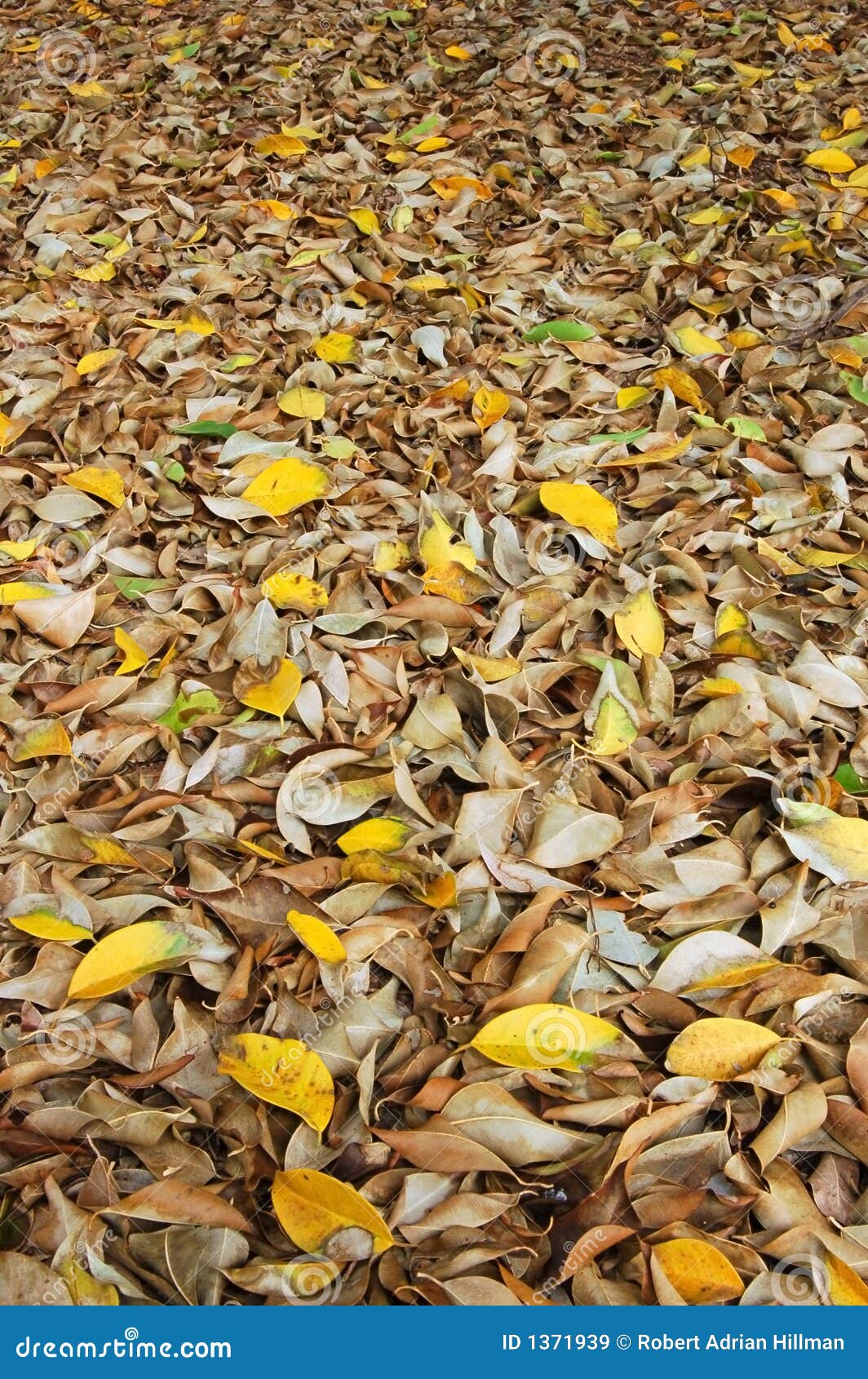 Leaf litter stock image. Image of litter, brown, yellow - 1371939