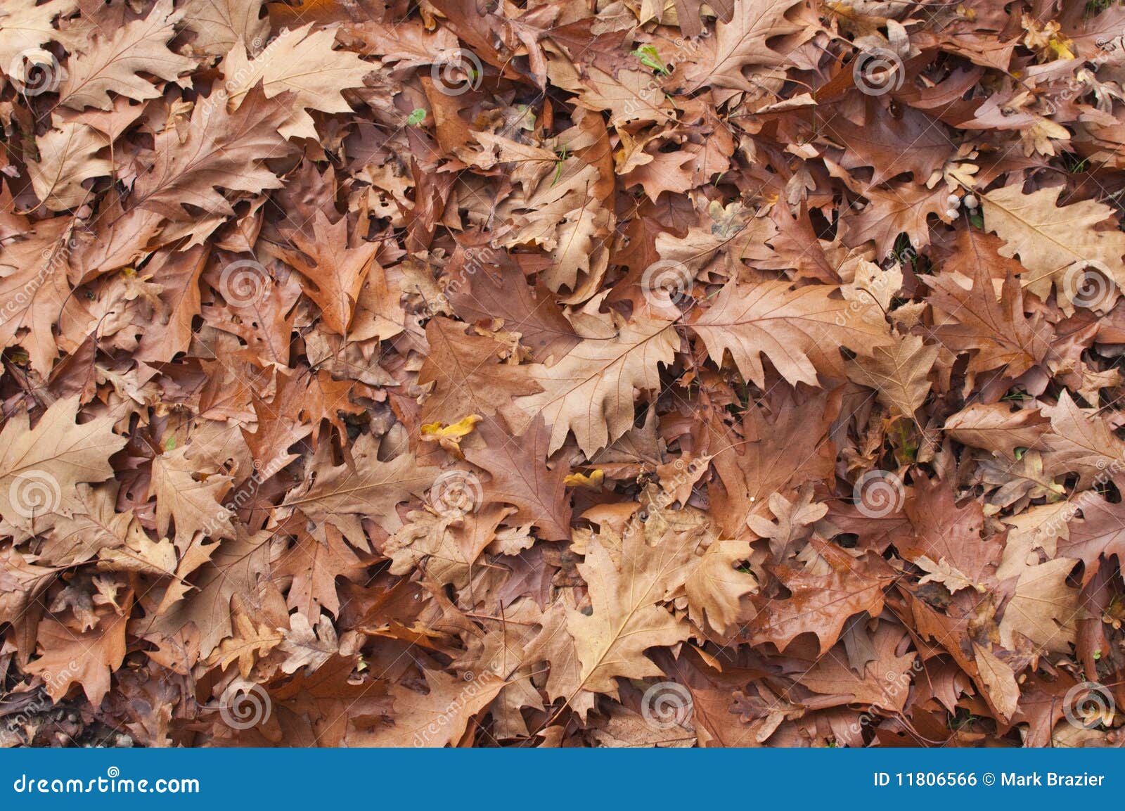 Leaf Litter Carpet Fallen on Woodland Floor Stock Photo - Image of leaf ...