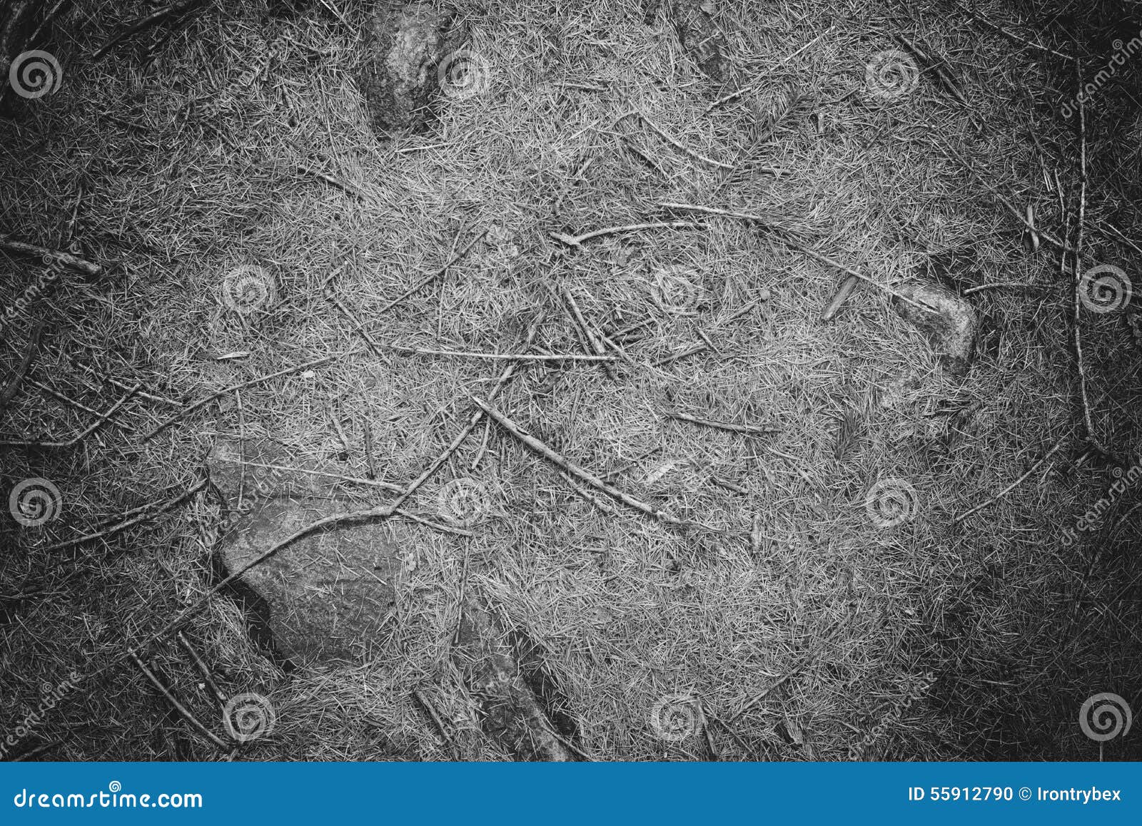 Dark Forest Floor Texture