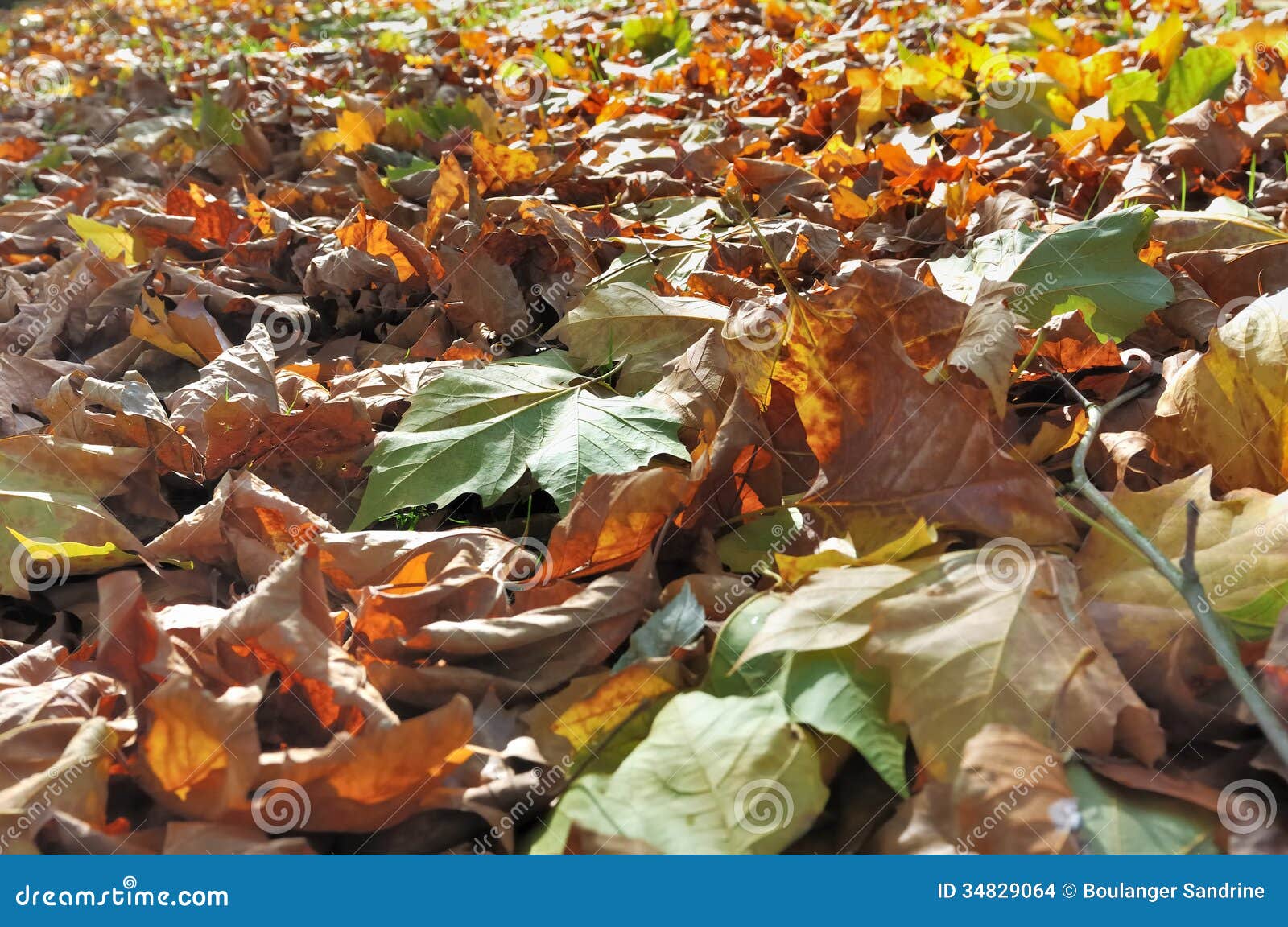 Leaf litter stock photo. Image of season, background - 34829064