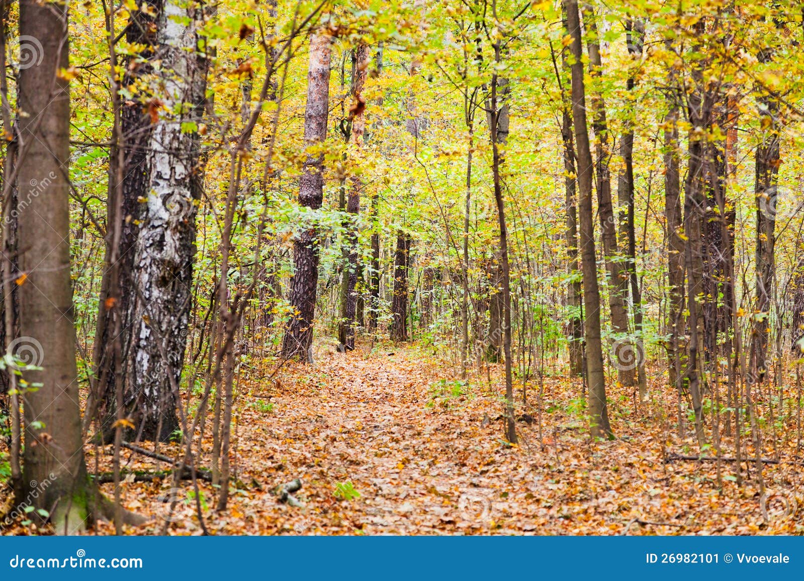 Leaf Litter Path In Autumn Forest Stock Image - Image: 26982101