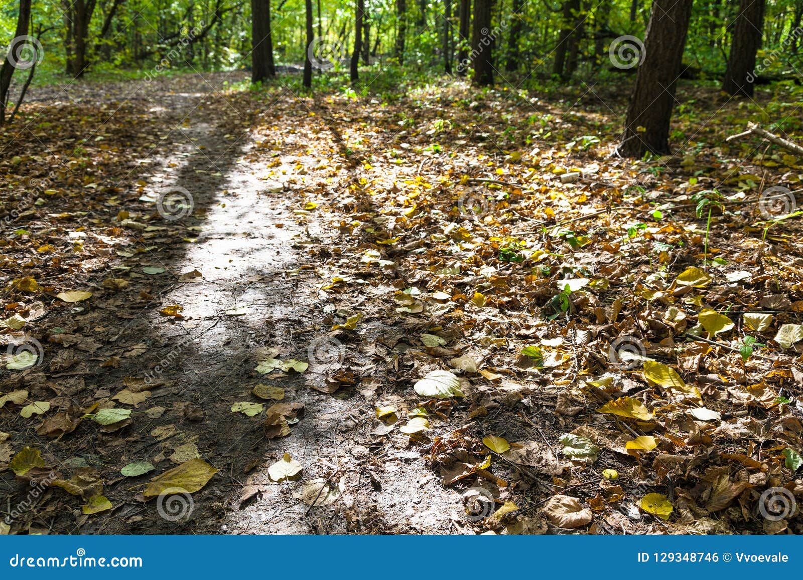 Leaf Litter on Path Illuminated by Sun in Forest Stock Photo - Image of ...