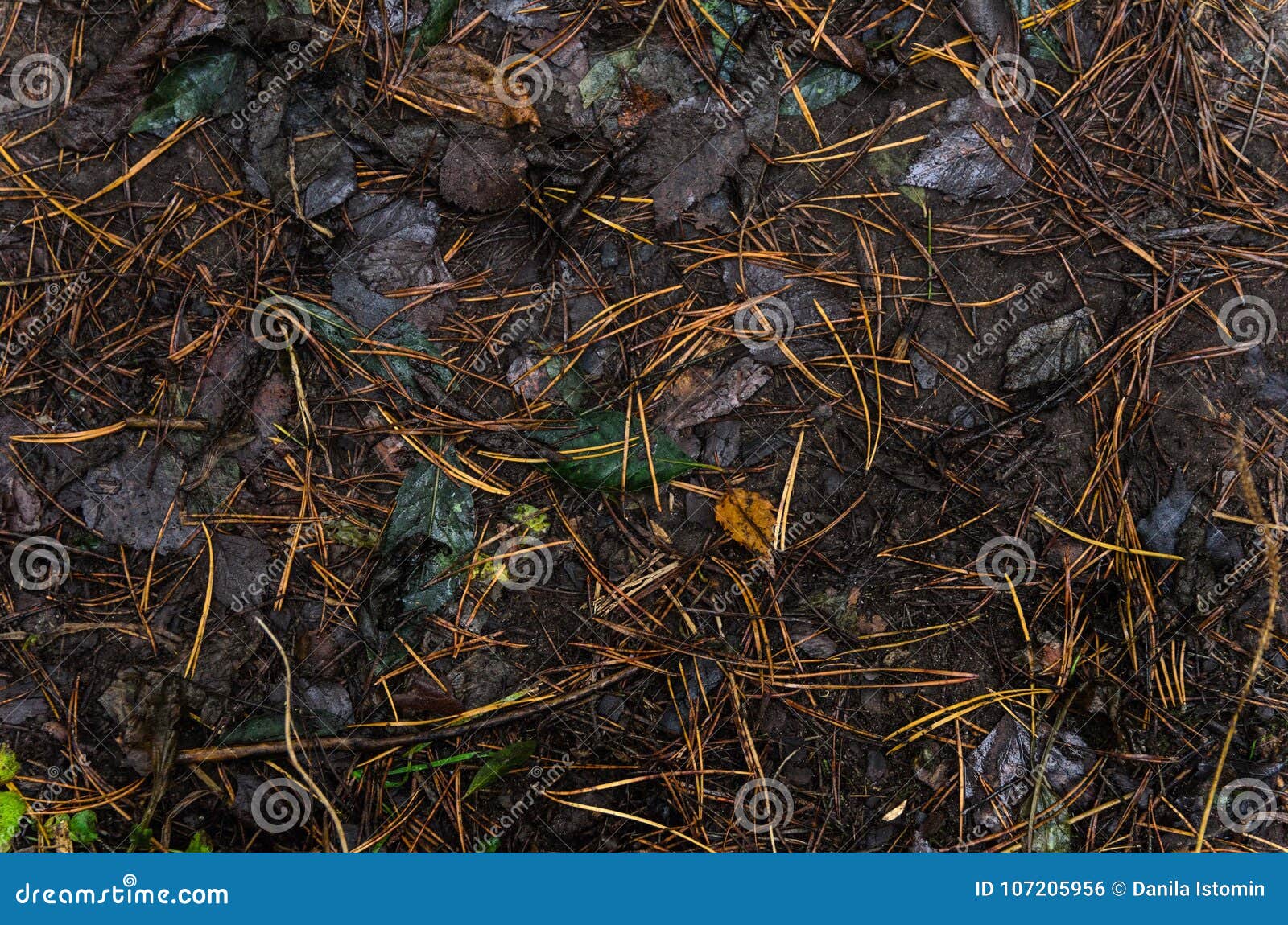 Leaf Litter in Pine Forest Floor. Stock Photo - Image of ecology ...