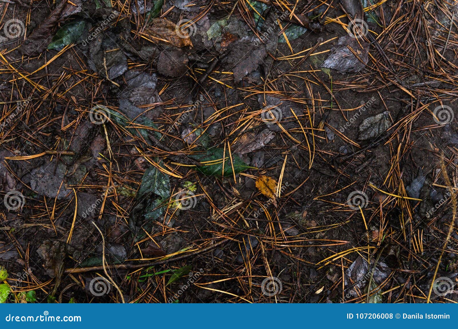 Leaf Litter in Pine Forest Floor. Stock Photo - Image of beauty ...