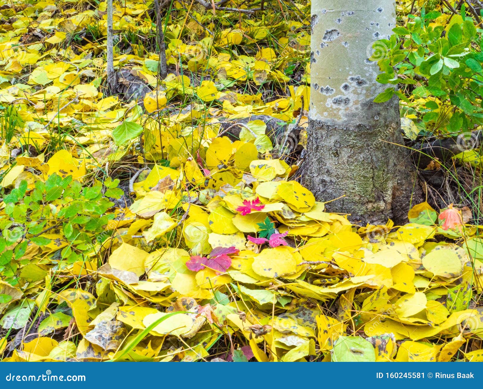 Leaf Litter stock image. Image of aspen, autumn, trunk - 160245581