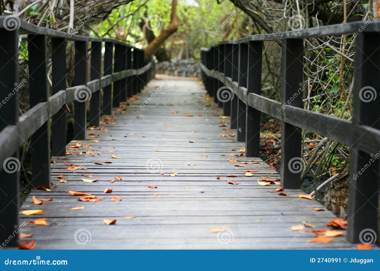 Leaf littered walkway stock image. Image of nature, hiking - 2740991