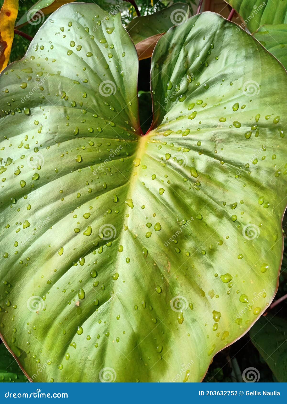 Leaf with a little water . stock photo. Image of tree - 203632752