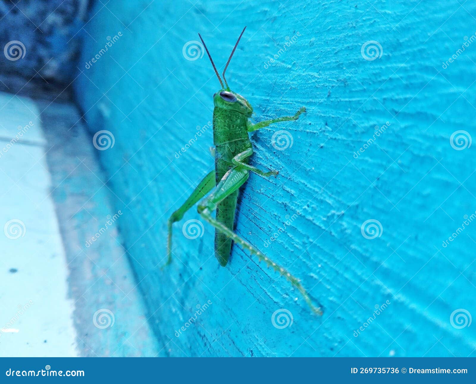 A Leaf Locust Crawls on the Wall of the House Stock Photo - Image of ...