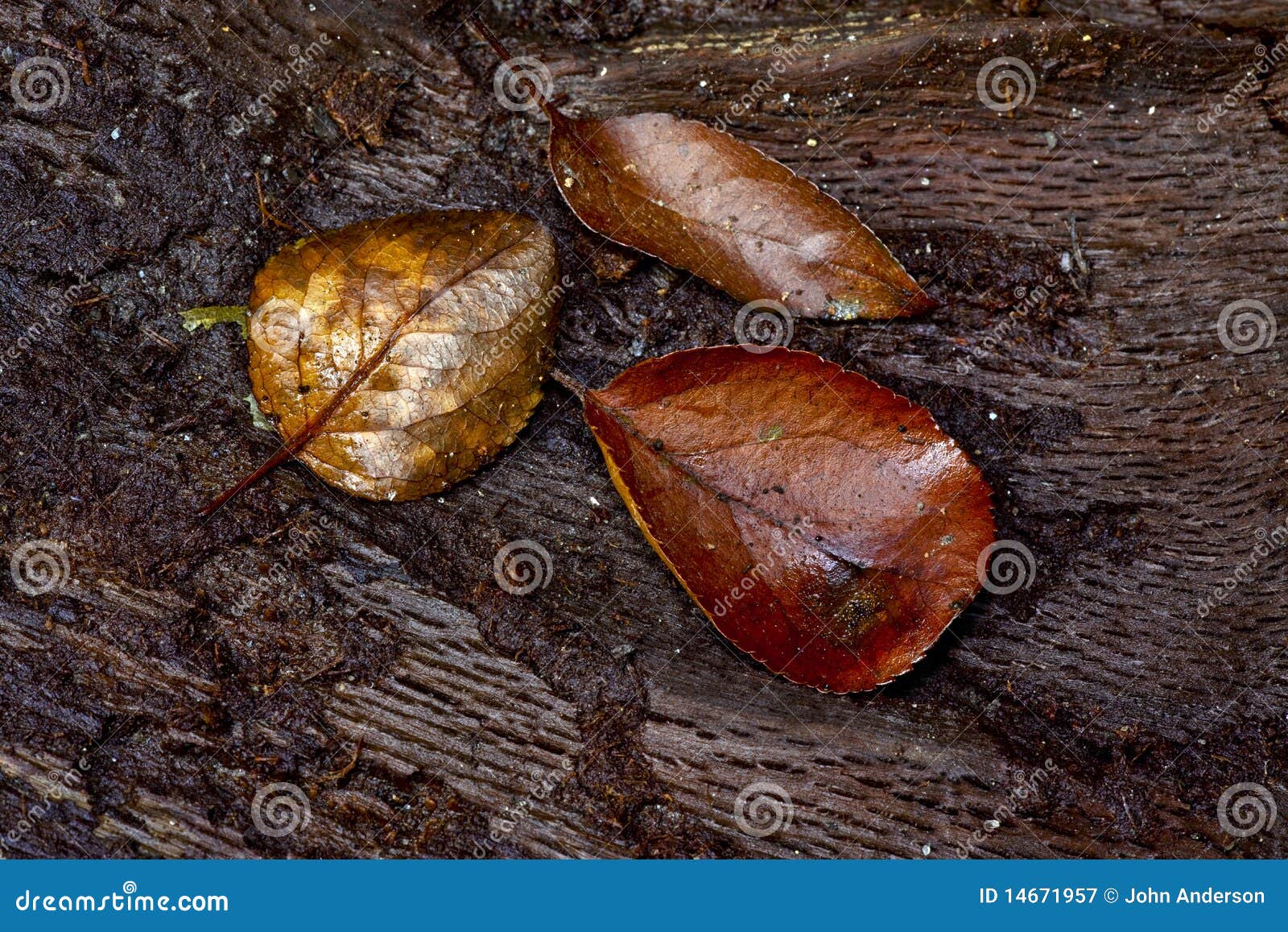 Leaf on a log stock image. Image of nature, texture, rain - 14671957