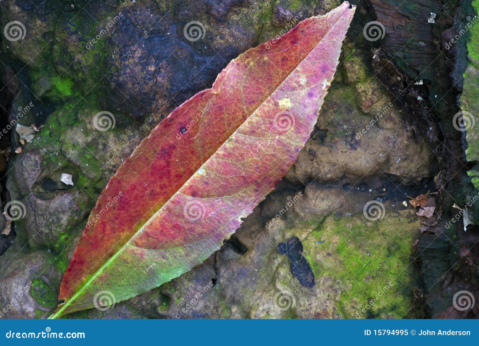 Leaf on a log stock image. Image of tree, autumn, plant - 15794995