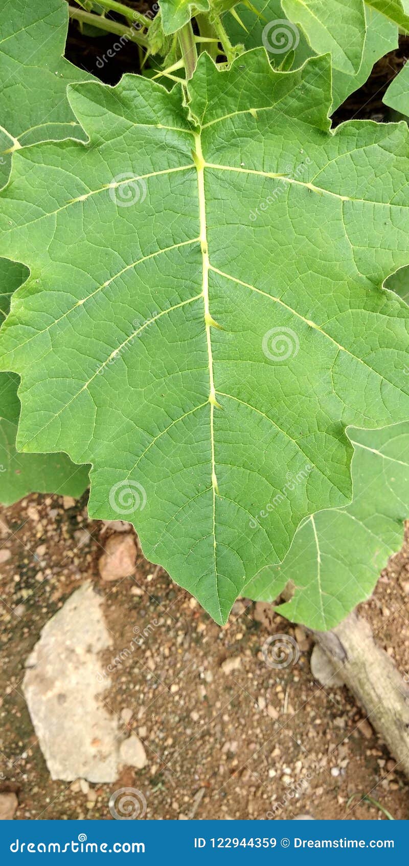 Leaf stock image. Image of good, looking, leaf, nature - 122944359