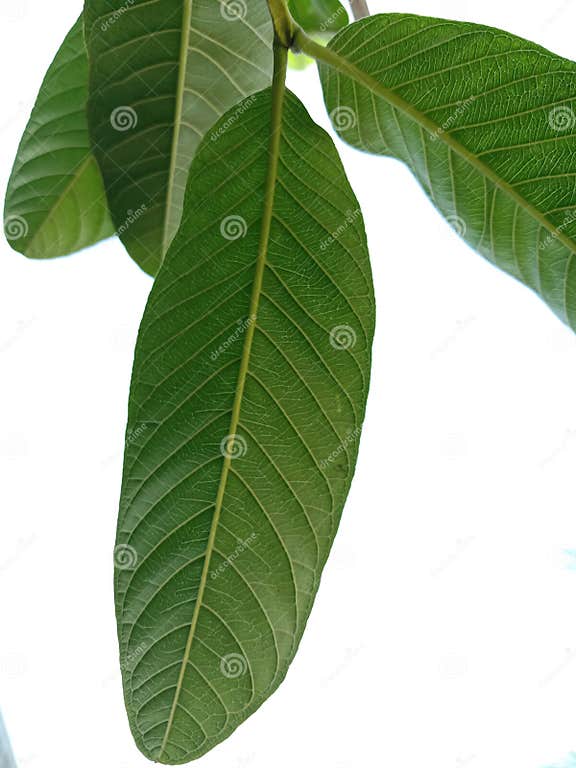 Leaf Looping Structure on a Background White Colour Stock Photo - Image ...