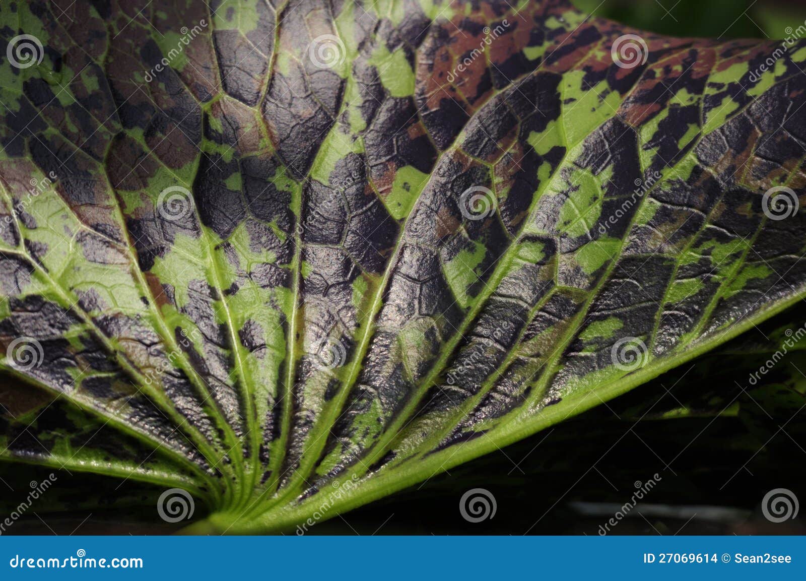 Leaf lotus texture stock photo. Image of textured, tile - 27069614
