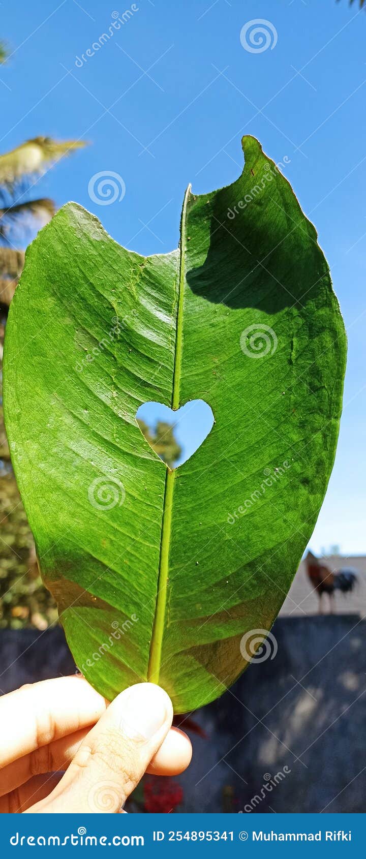 Leaf with love symbol stock image. Image of wildflower - 254895341