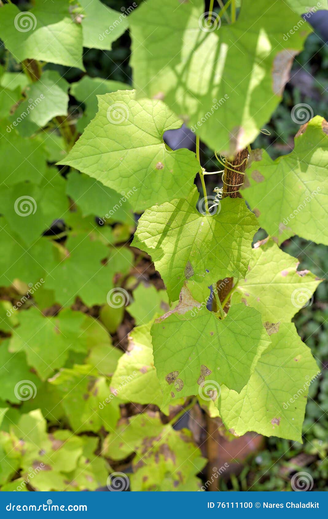 Leaf of the Luffa , Luffa Cylindrica Stock Photo - Image of natural ...