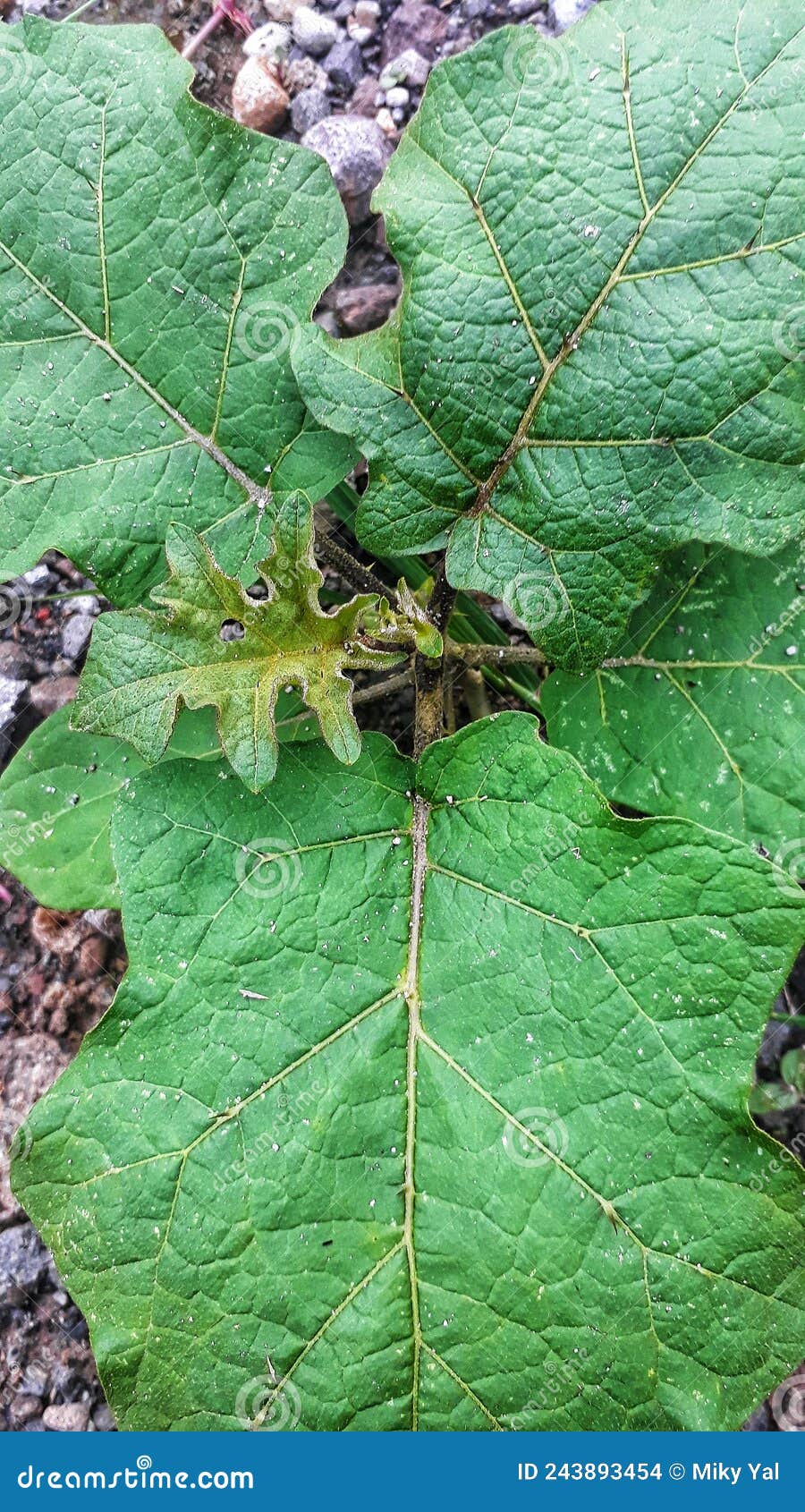 Leaf of the Lulo Fruit Plant - Solanum Quitoense, Close Up. Stock Photo ...
