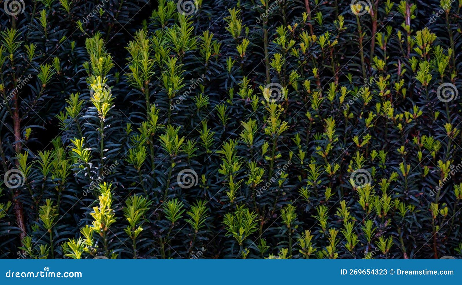 Leaf of Lush Texture Background in the Garden Stock Image - Image of ...