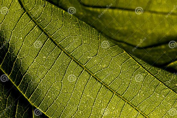 Leaf macro stock photo. Image of connection, stalk, macro - 10368930