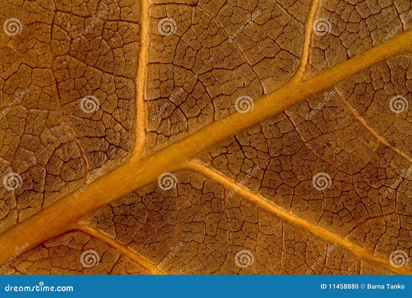 Leaf macro stock photo. Image of leaf, structure, foliage - 11458880