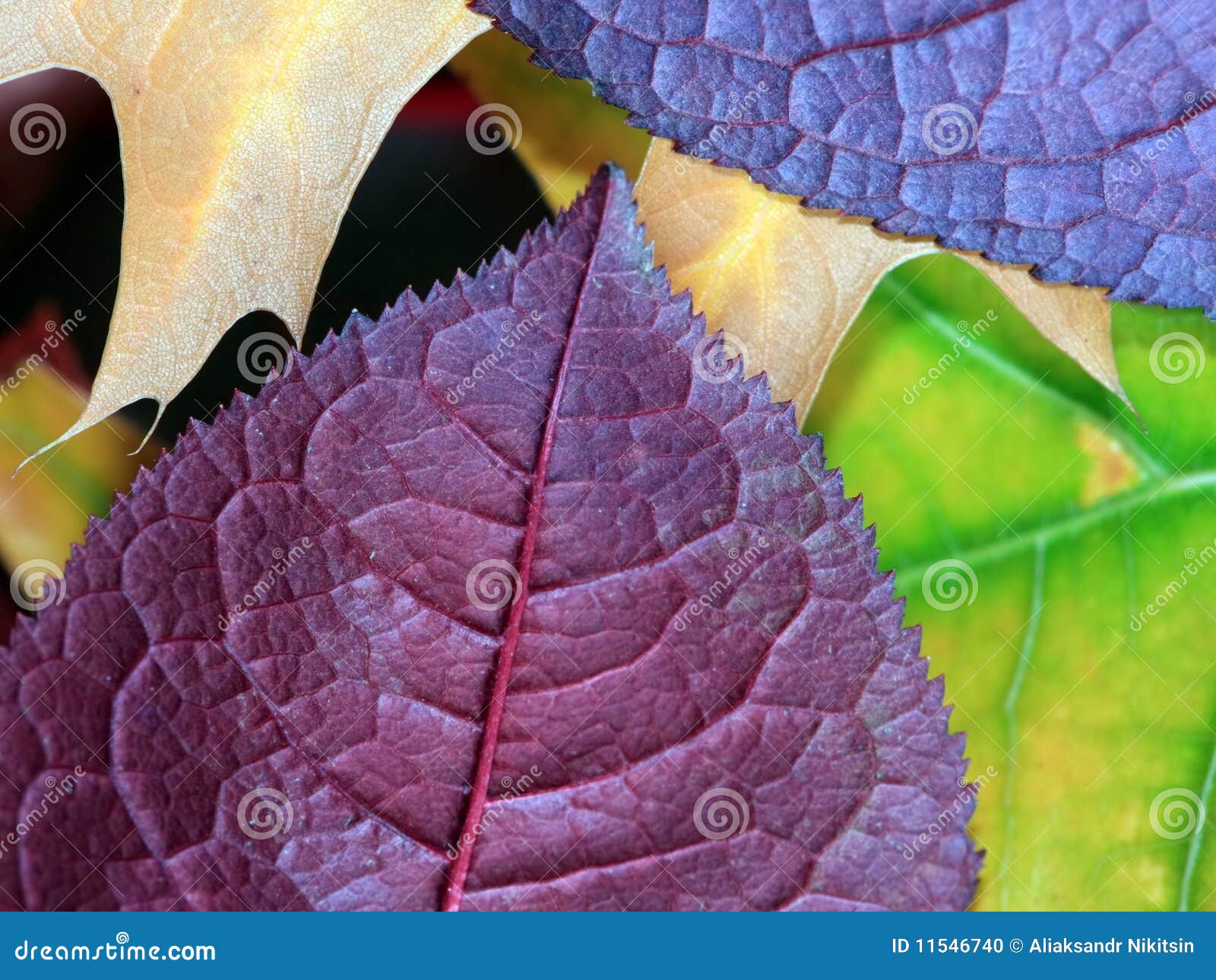 Leaf macro stock photo. Image of leaf, vein, autumn, season - 11546740