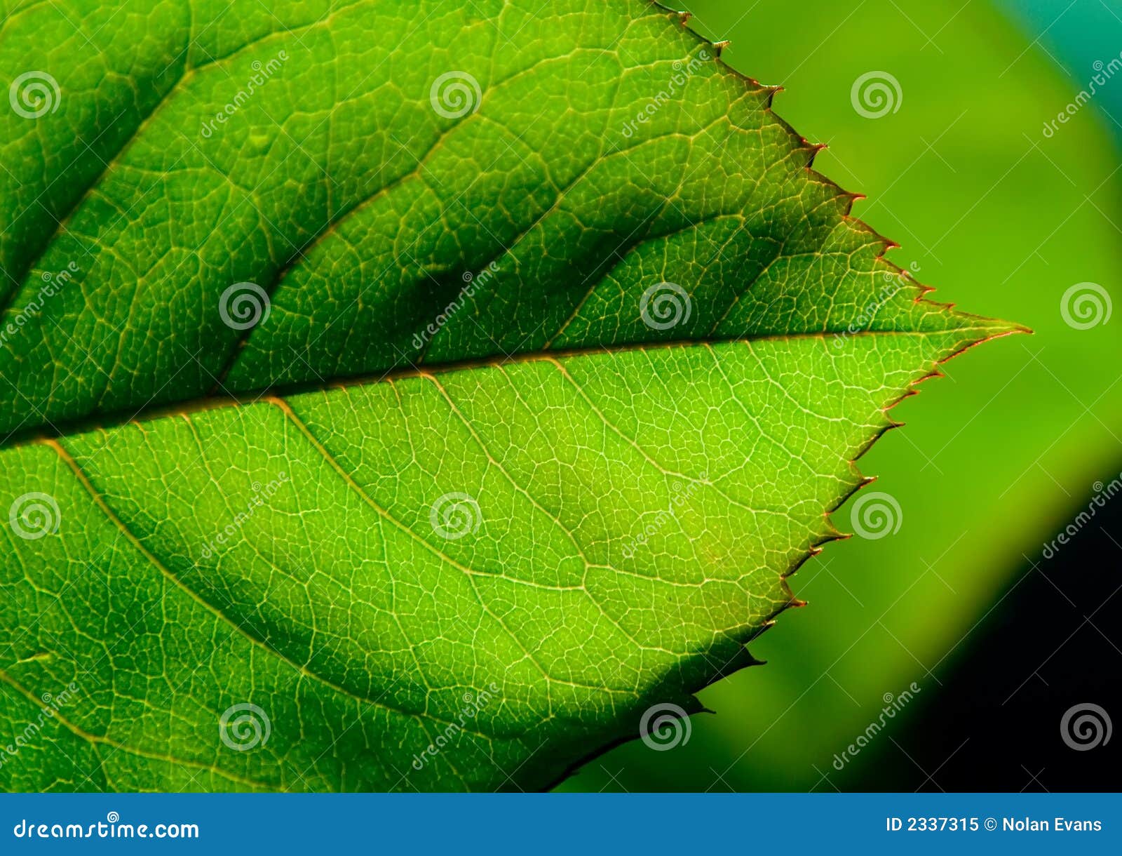 Leaf Macro stock image. Image of closeup, veins, edges - 2337315