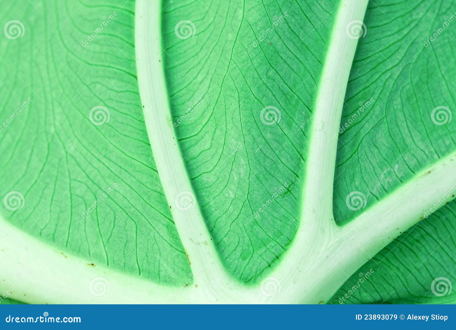 Leaf Macro stock image. Image of texture, leaf, pattern - 23893079