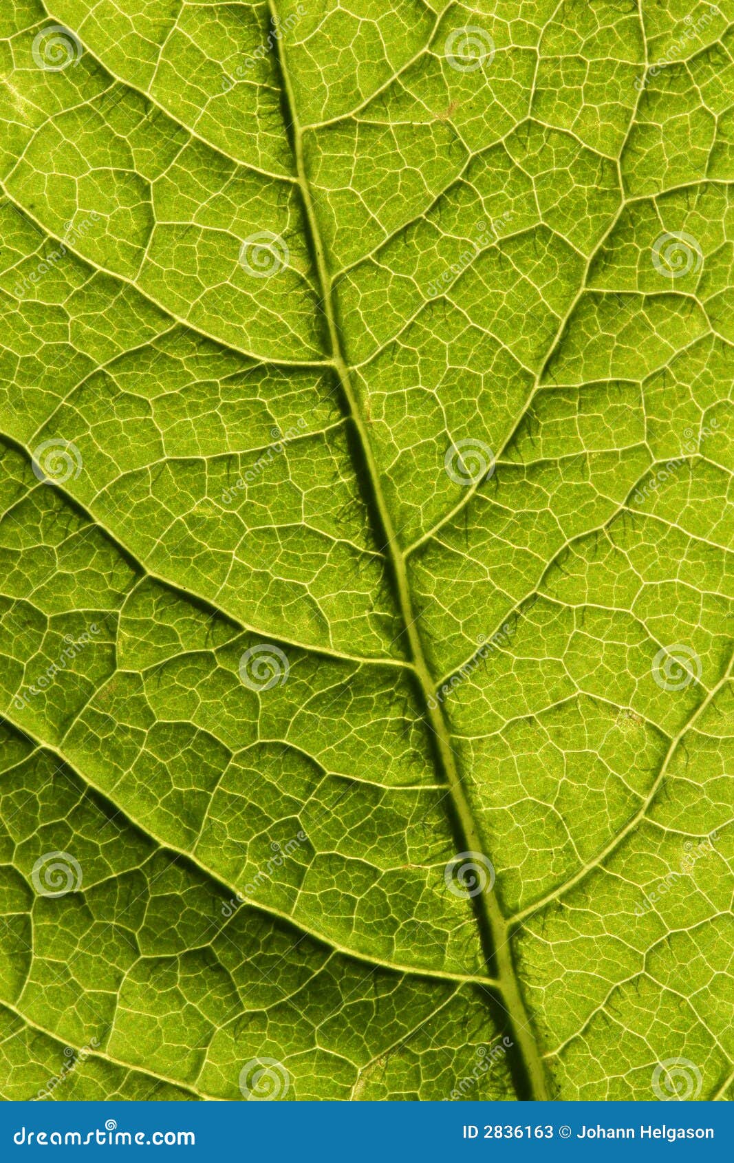 Leaf macro stock image. Image of photograph, leaving, macros - 2836163