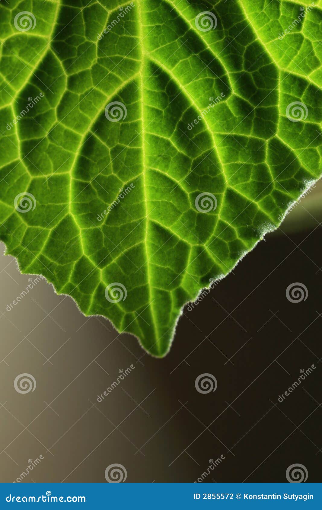 Leaf macro stock photo. Image of cucumber, green, leaf - 2855572