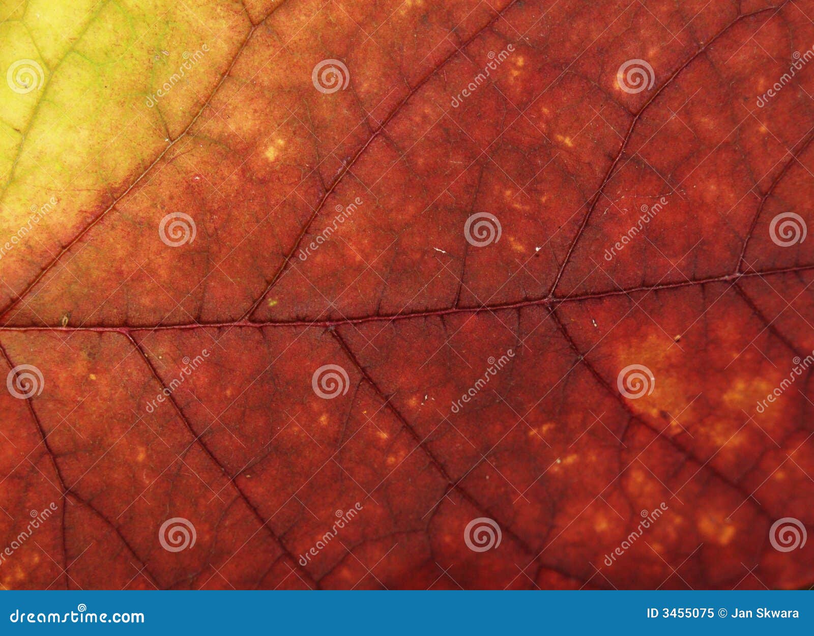 Leaf macro stock image. Image of detail, close, beautiful - 3455075