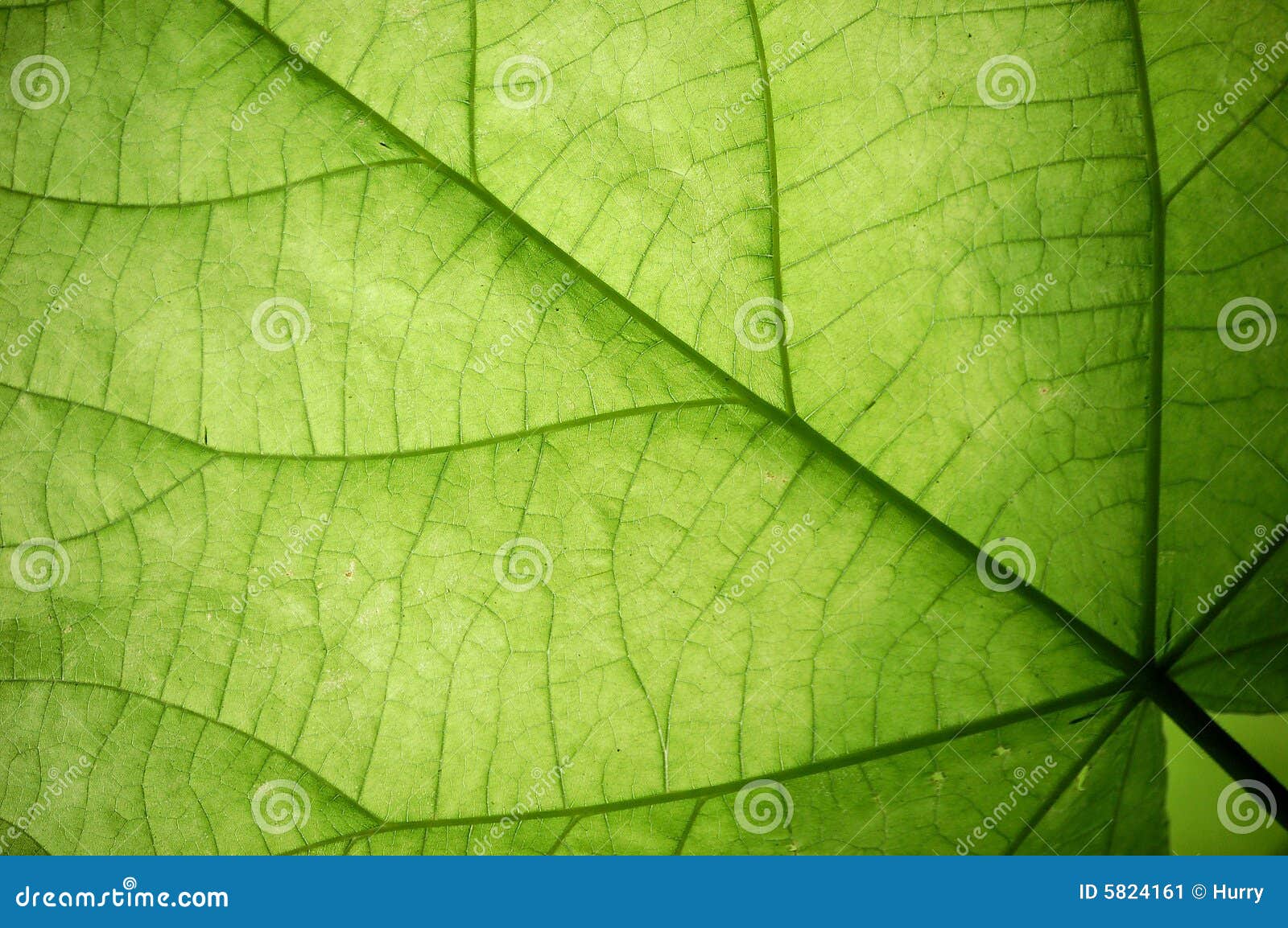 Leaf, macro stock image. Image of plant, macro, leaf, nerves - 5824161