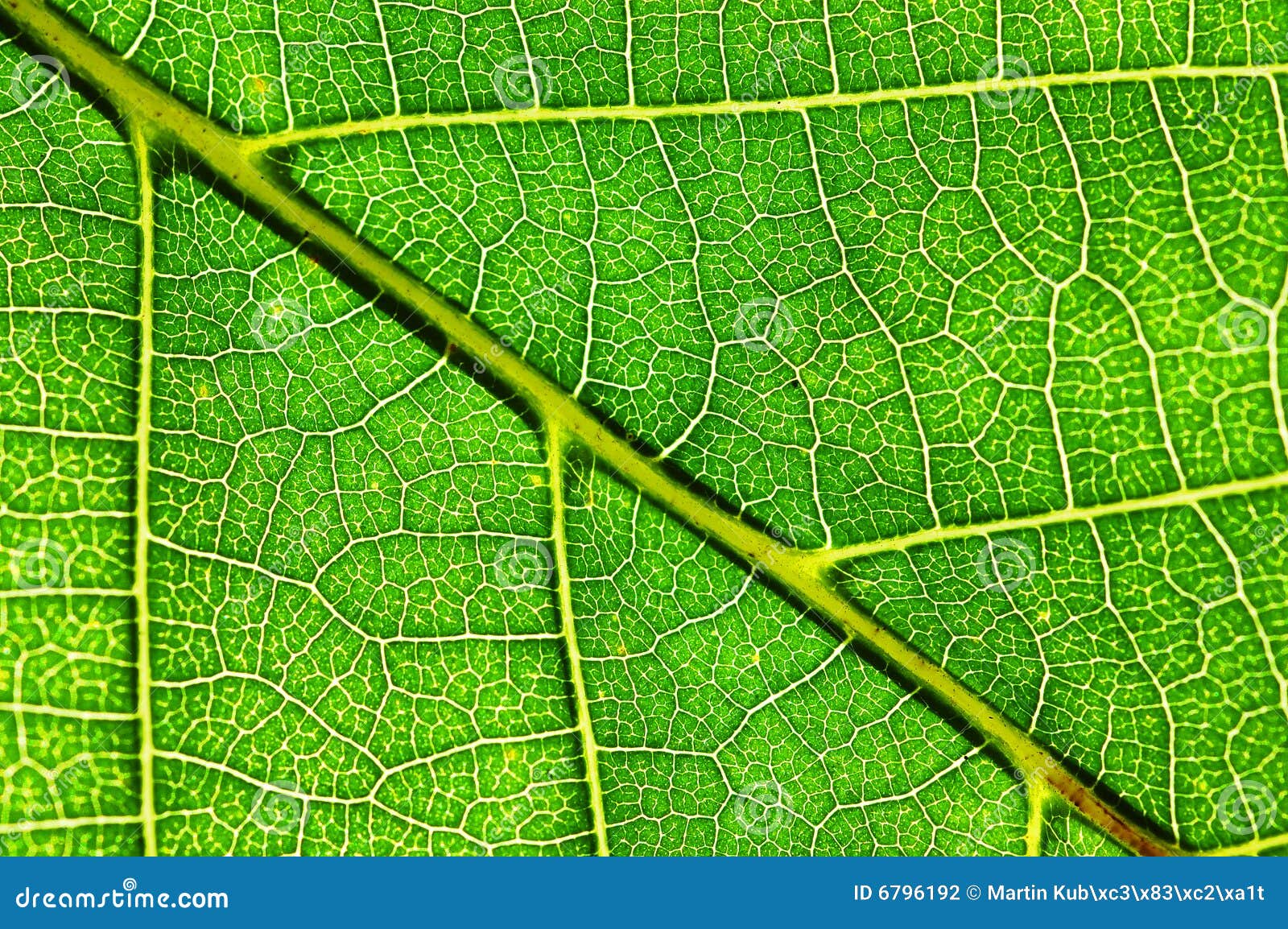 Leaf macro stock photo. Image of environment, cool, biology - 6796192