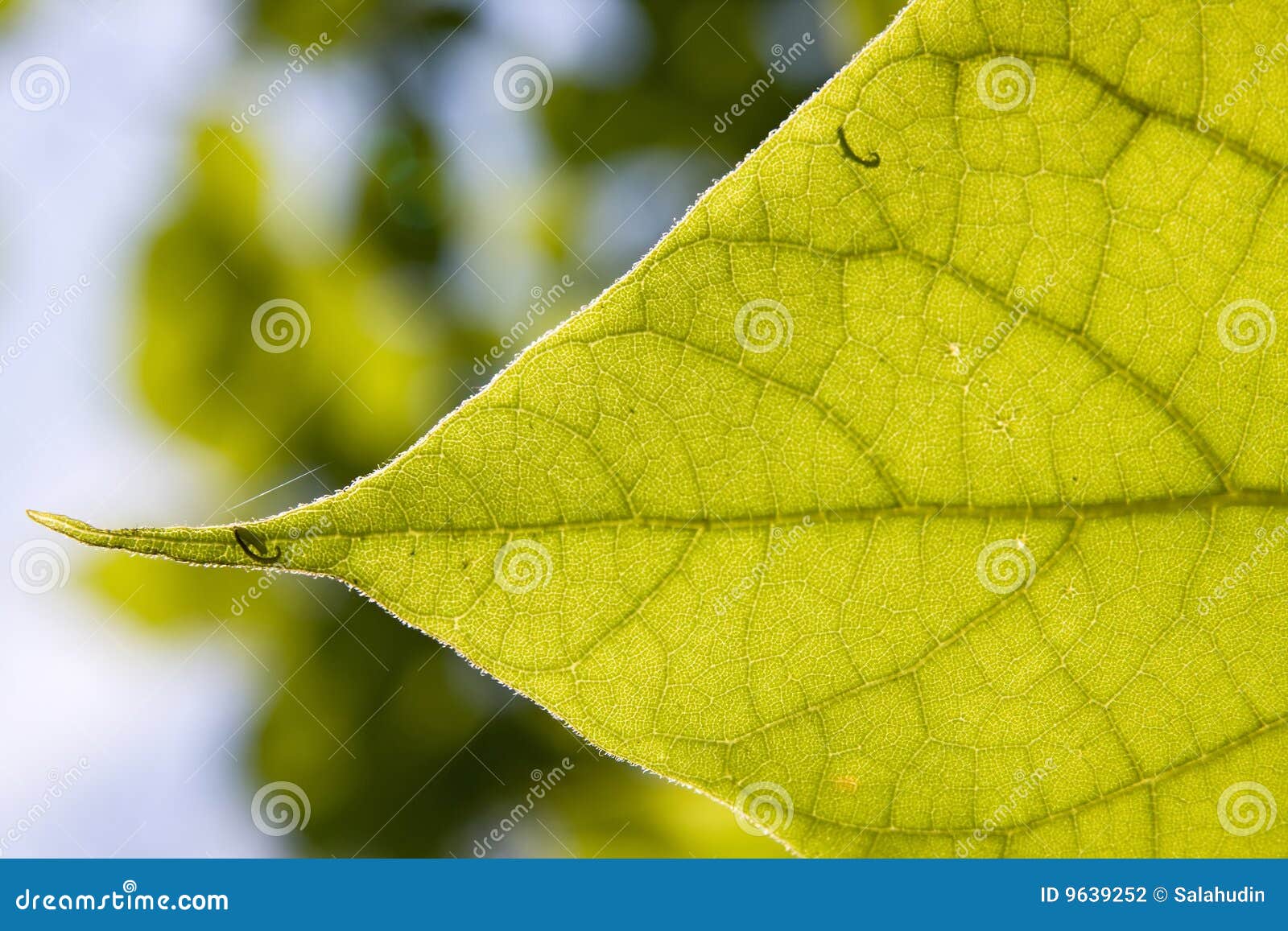 Leaf macro stock photo. Image of background, closeup, nature - 9639252