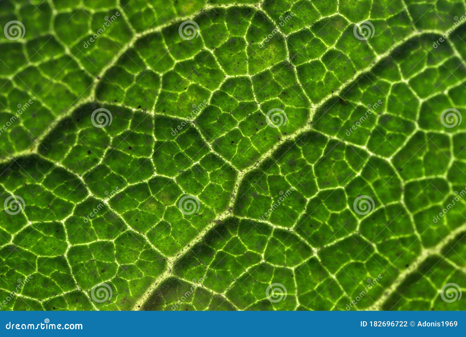 Leaf macro detail stock photo. Image of botanical, growing - 182696722