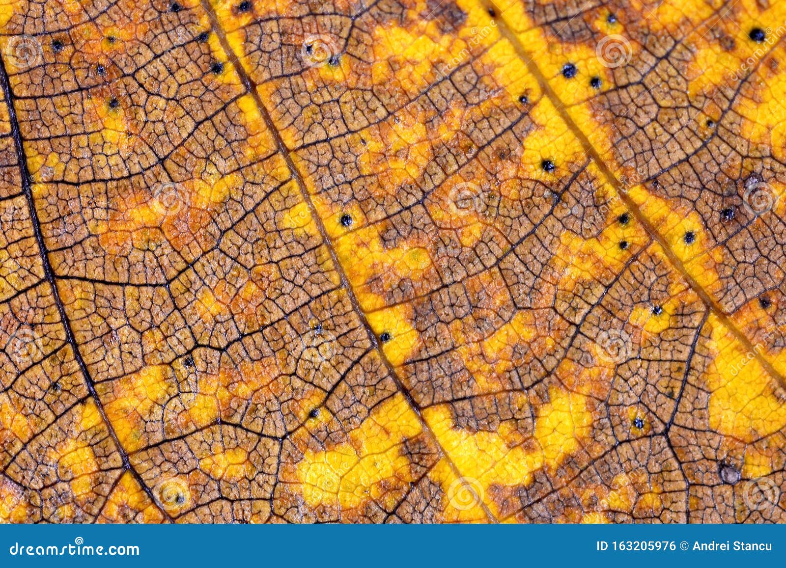 Leaf Macro stock photo. Image of botanical, microscopic - 163205976