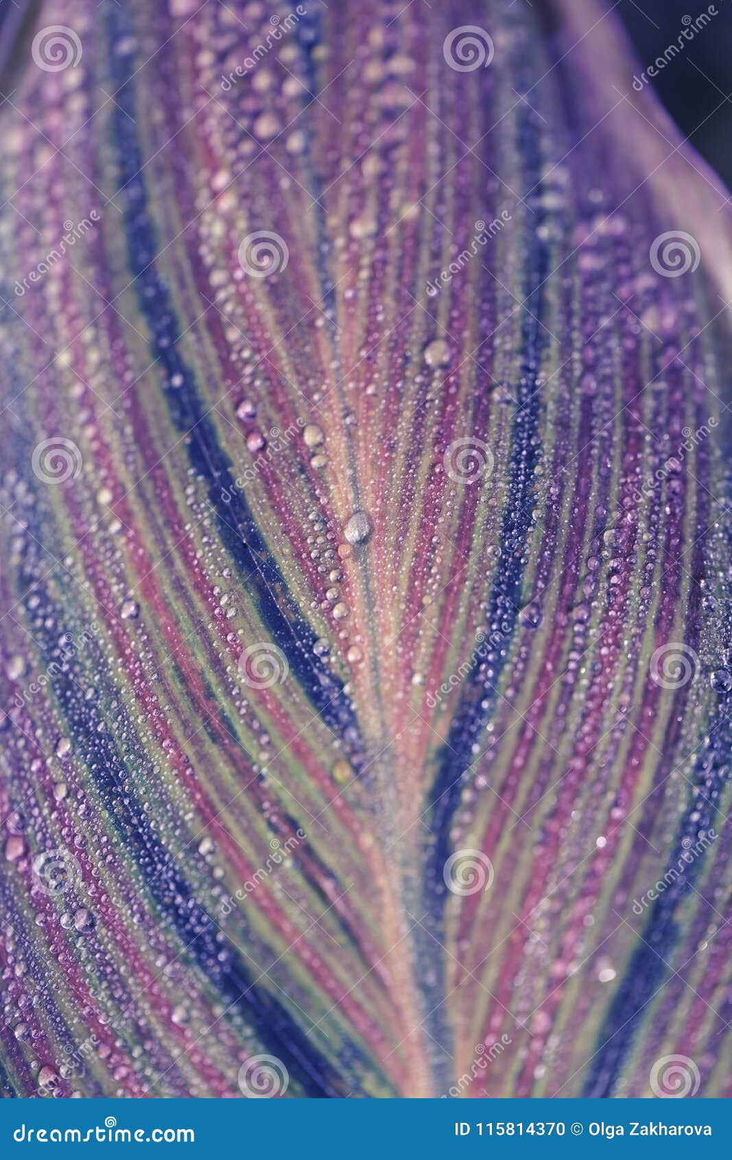Leaf Macro Photo stock photo. Image of backdrop, concept - 115814370
