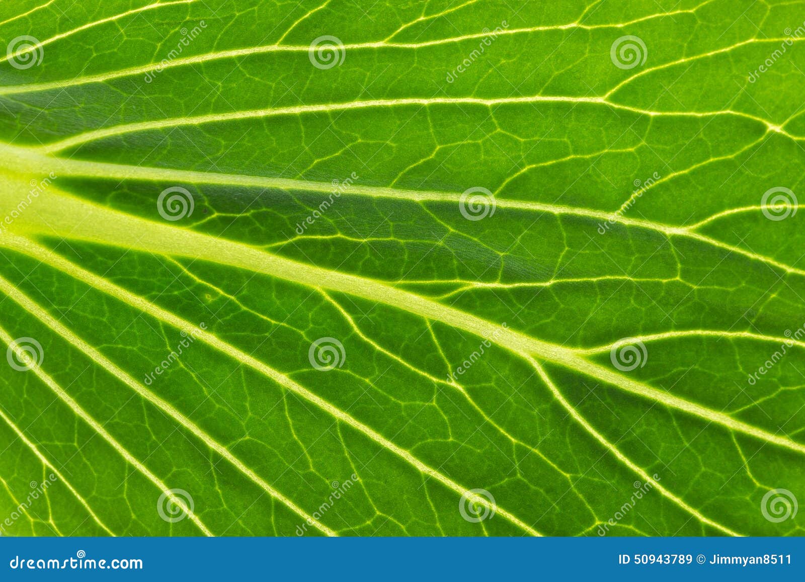 Leaf macro stock image. Image of photosynthesis, fresh - 50943789
