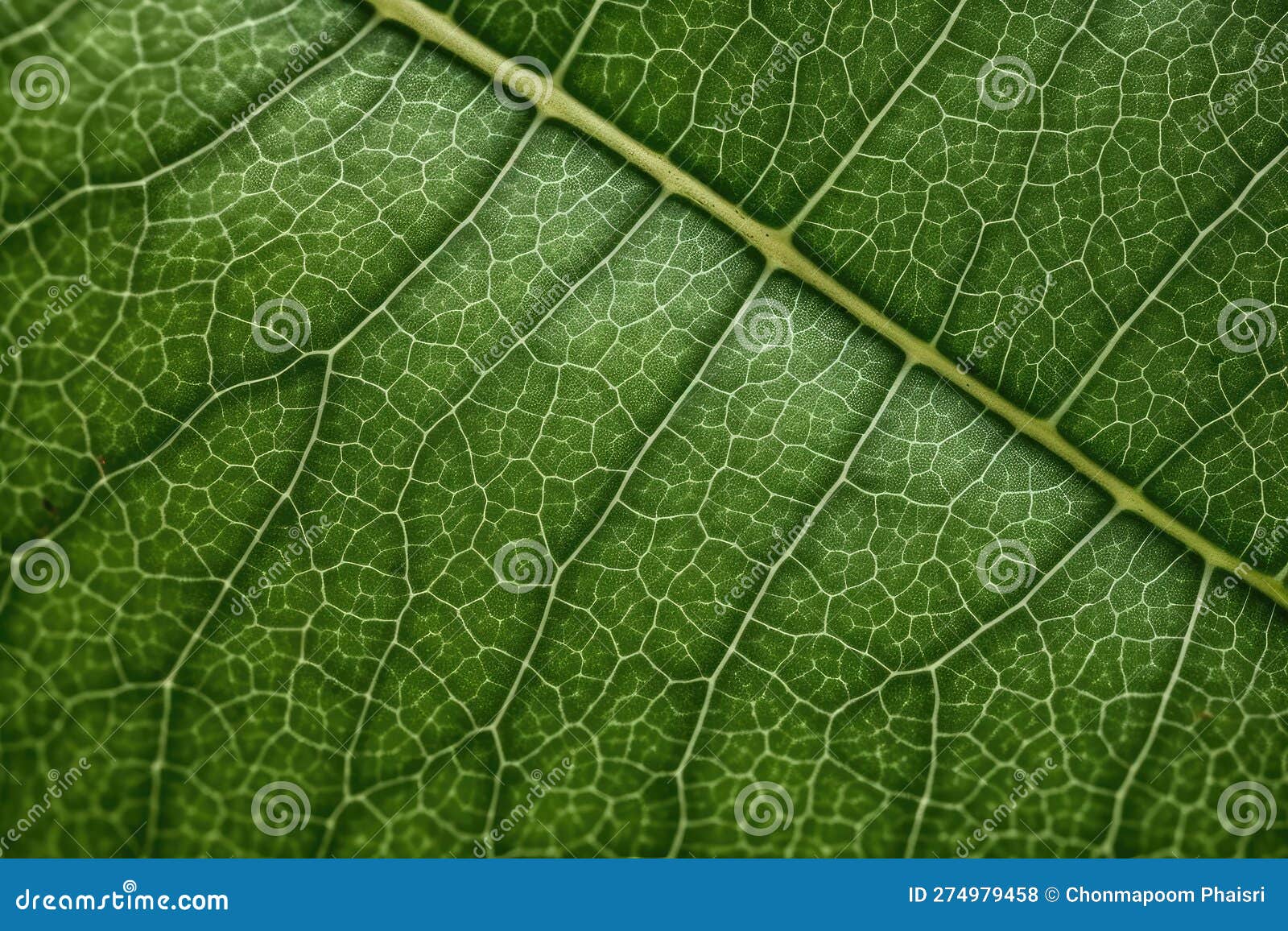 Sage Leaf Macro Texture: Green Leaf Texture Wallpaper- Macro Close Up ...