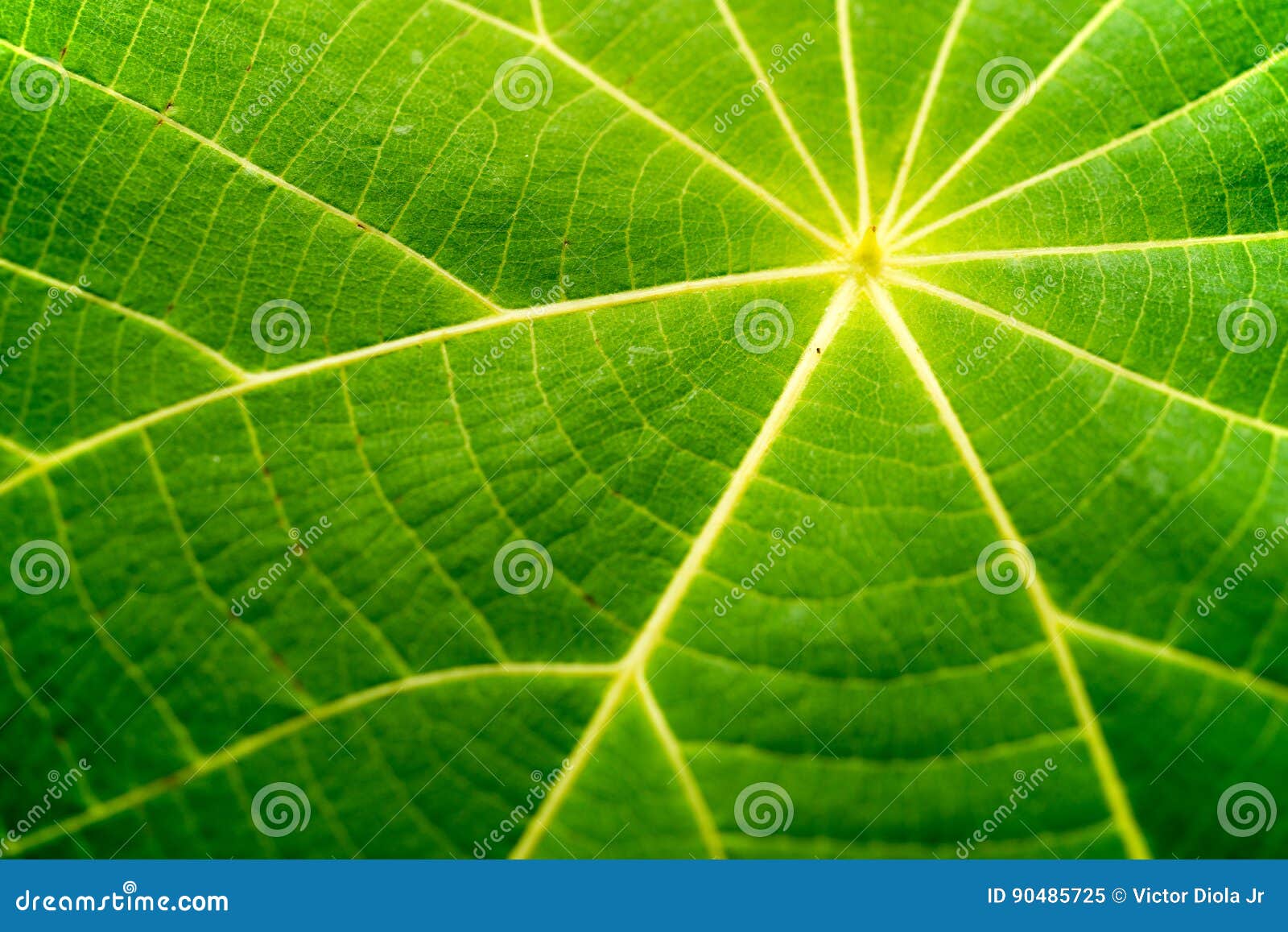 Leaf Macro stock image. Image of detail, stems, photosynthesis - 90485725