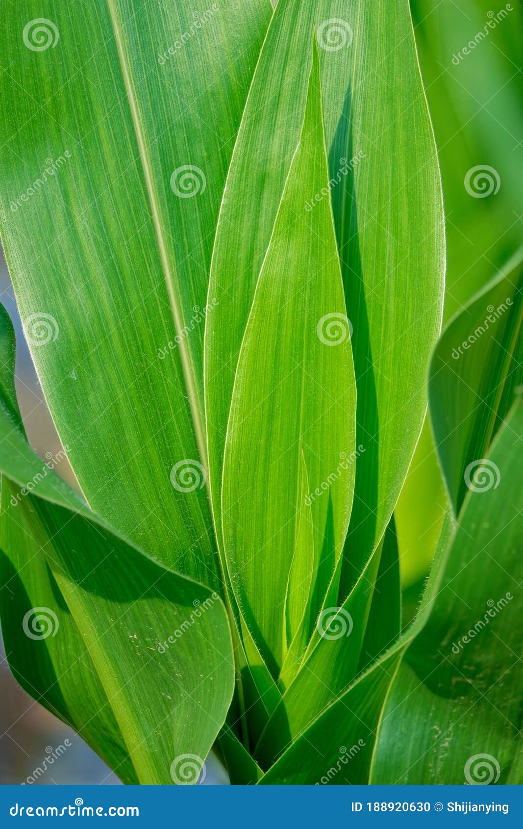 Leaf of maize stock photo. Image of natural, leaves - 188920630