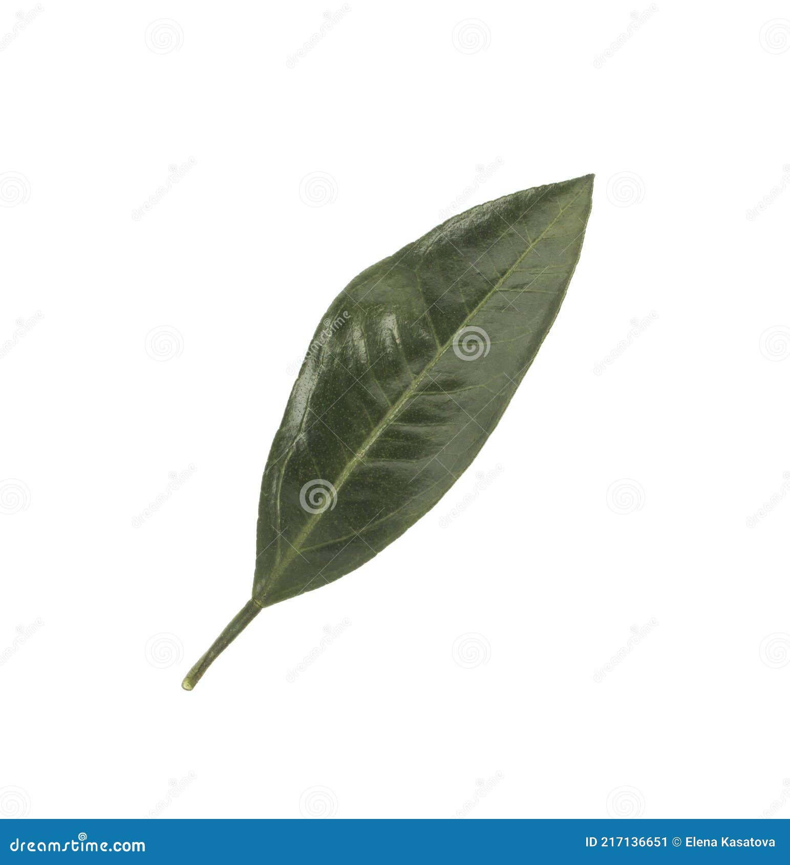 Leaf of mandarin tree stock image. Image of isolated - 217136651