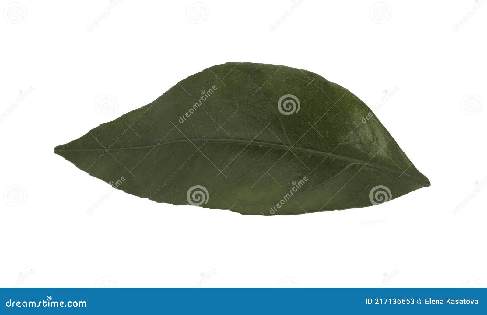 Leaf of mandarin tree stock image. Image of color, botanical - 217136653